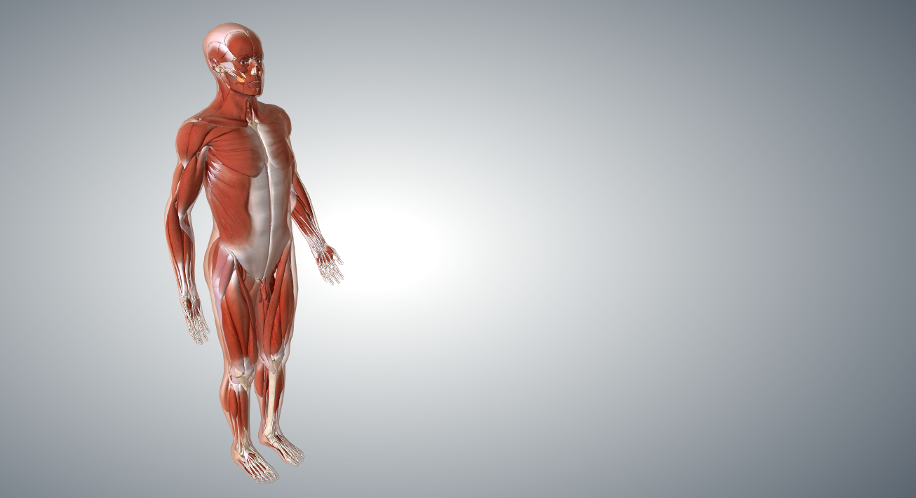 Anatomia corpului uman – Axe şi planuri | Biserica Adventistă Câmpulung ...